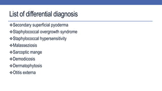 Canine Dermatology Case study module 5.pptx