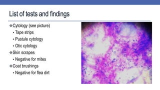 Canine Dermatology Case study module 5.pptx