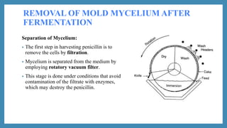 case study on penicillin.pptx
