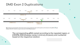 CRISPR/Cas9 for the Correction of Duchenne Muscular Dystrophy | PPT
