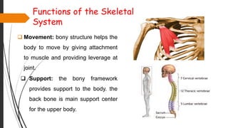 shaft of femur fracture | PDF