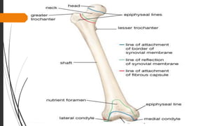 shaft of femur fracture | PDF