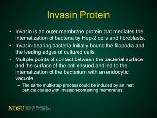 Case study - Typhoid Fever (Invasin protein) | PPTX