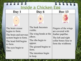 Casey and daimen 3.9 | PPT