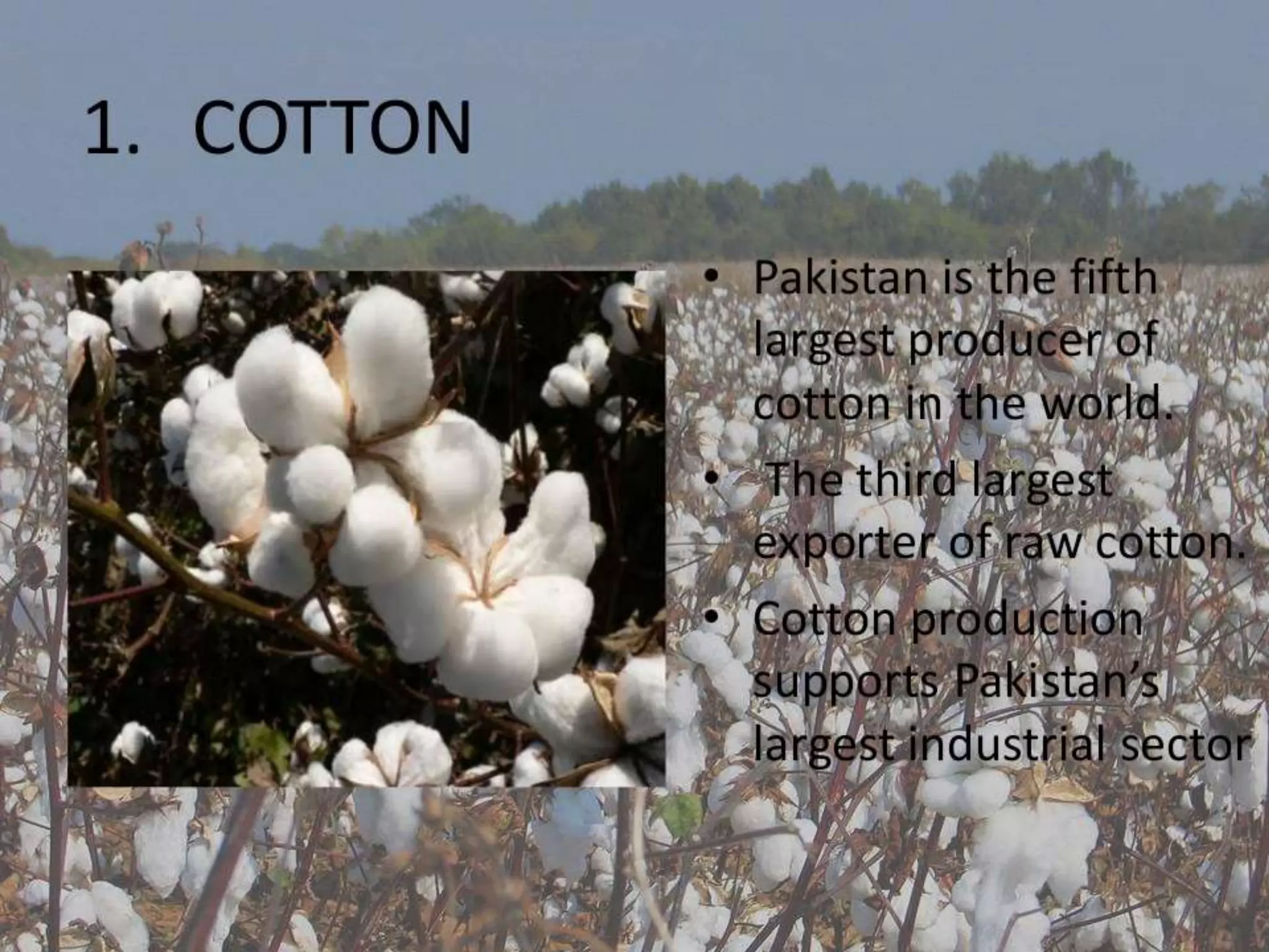 Cash crops of pakistan By Mr Allah Dad Khan Visiting Professor The ...