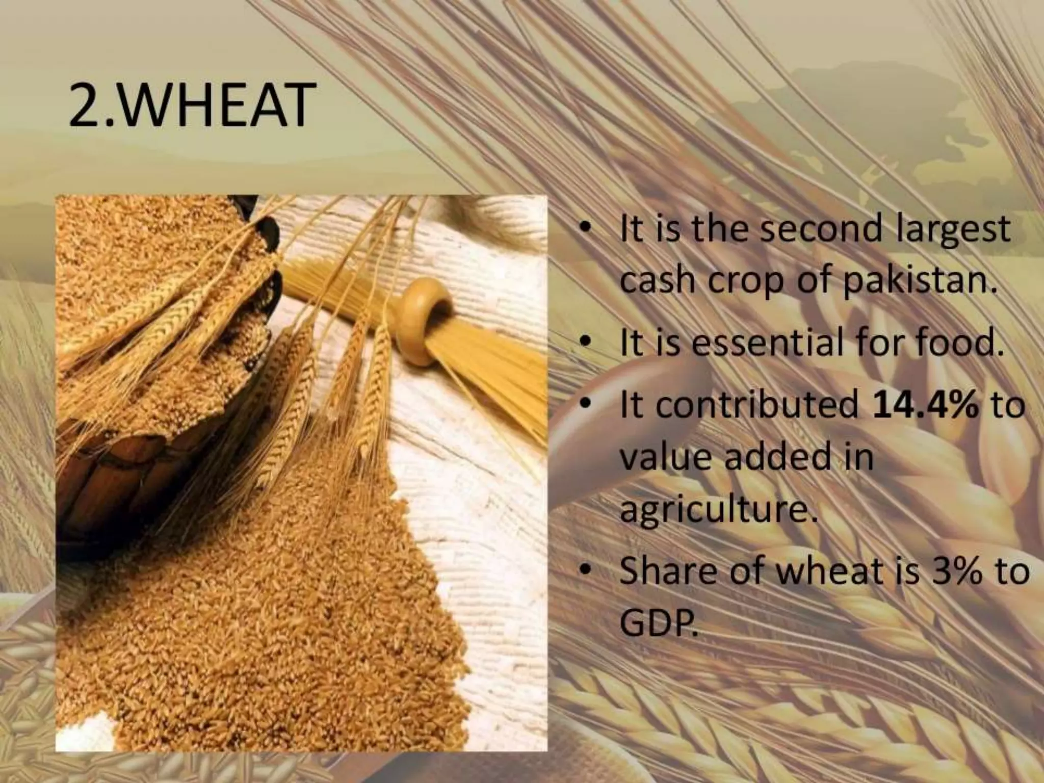 Cash crops of pakistan By Mr Allah Dad Khan Visiting Professor The ...
