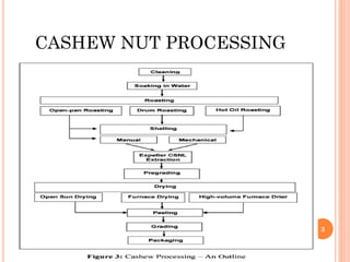 Cashew Nut Processing Flow Chart