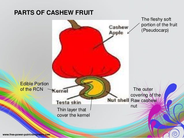 Whats's in a Cashew? Processing of Different Cashew By-Products / Lib…