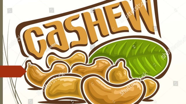 Cashew processing plant | PPTX