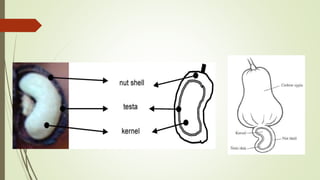 Cashew processing plant | PPTX