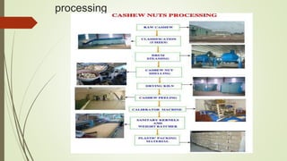 Cashew processing plant | PPTX