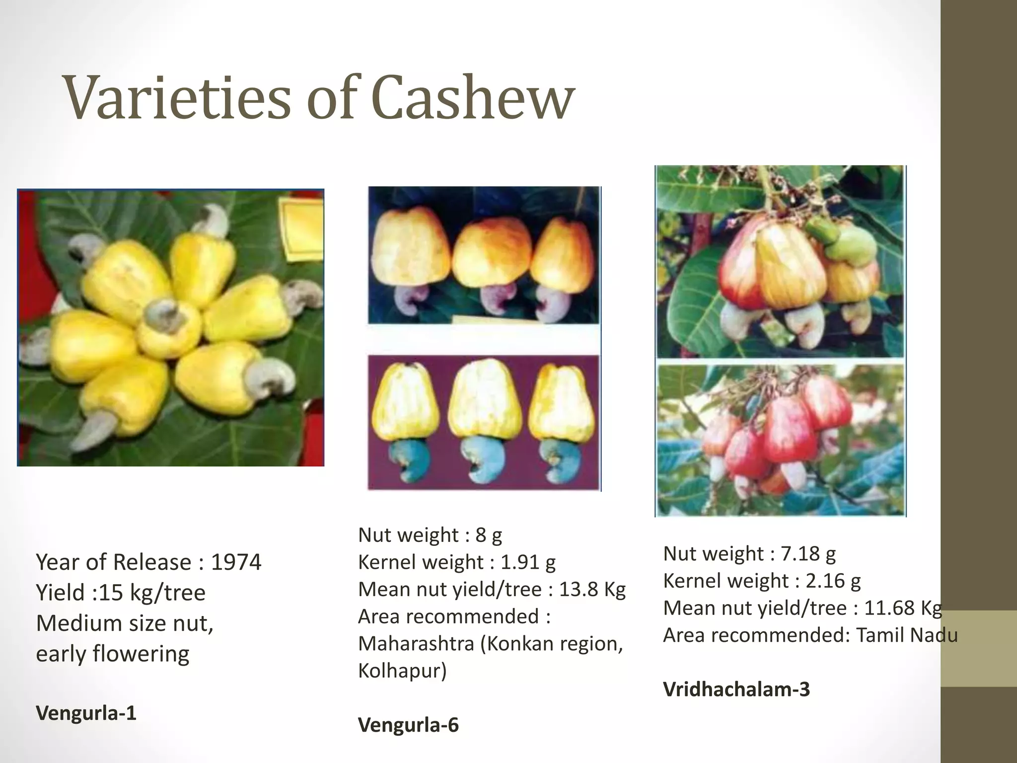 Cashew | PPTX