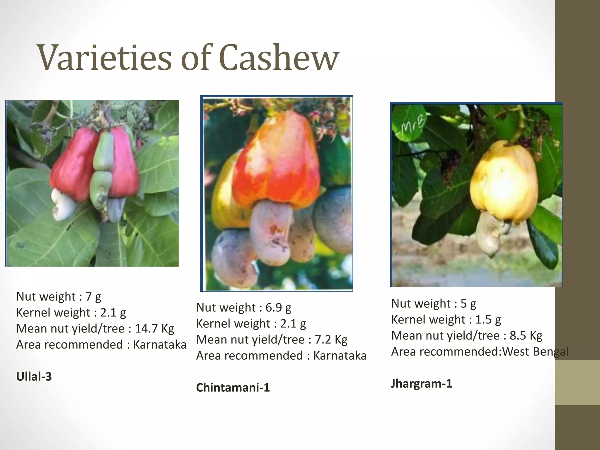 Cashew | PPTX