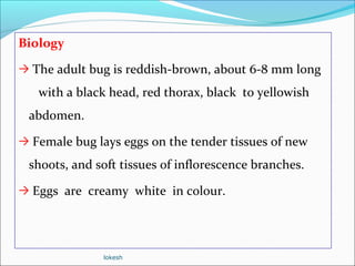 pests of Cashew nut . | PPT