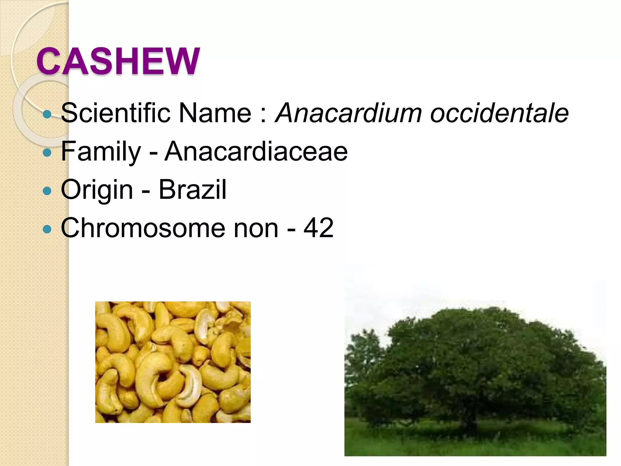 Cashew production | PPTX