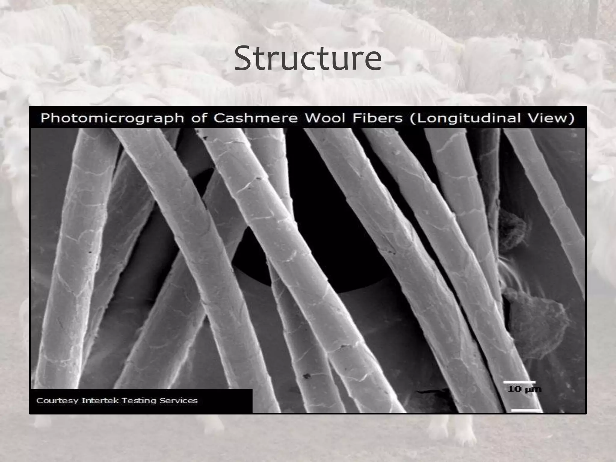 Cashmere Fiber | PPTX