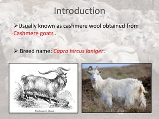 Cashmere Fiber | PPTX