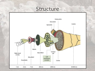 Cashmere Fiber | PPTX