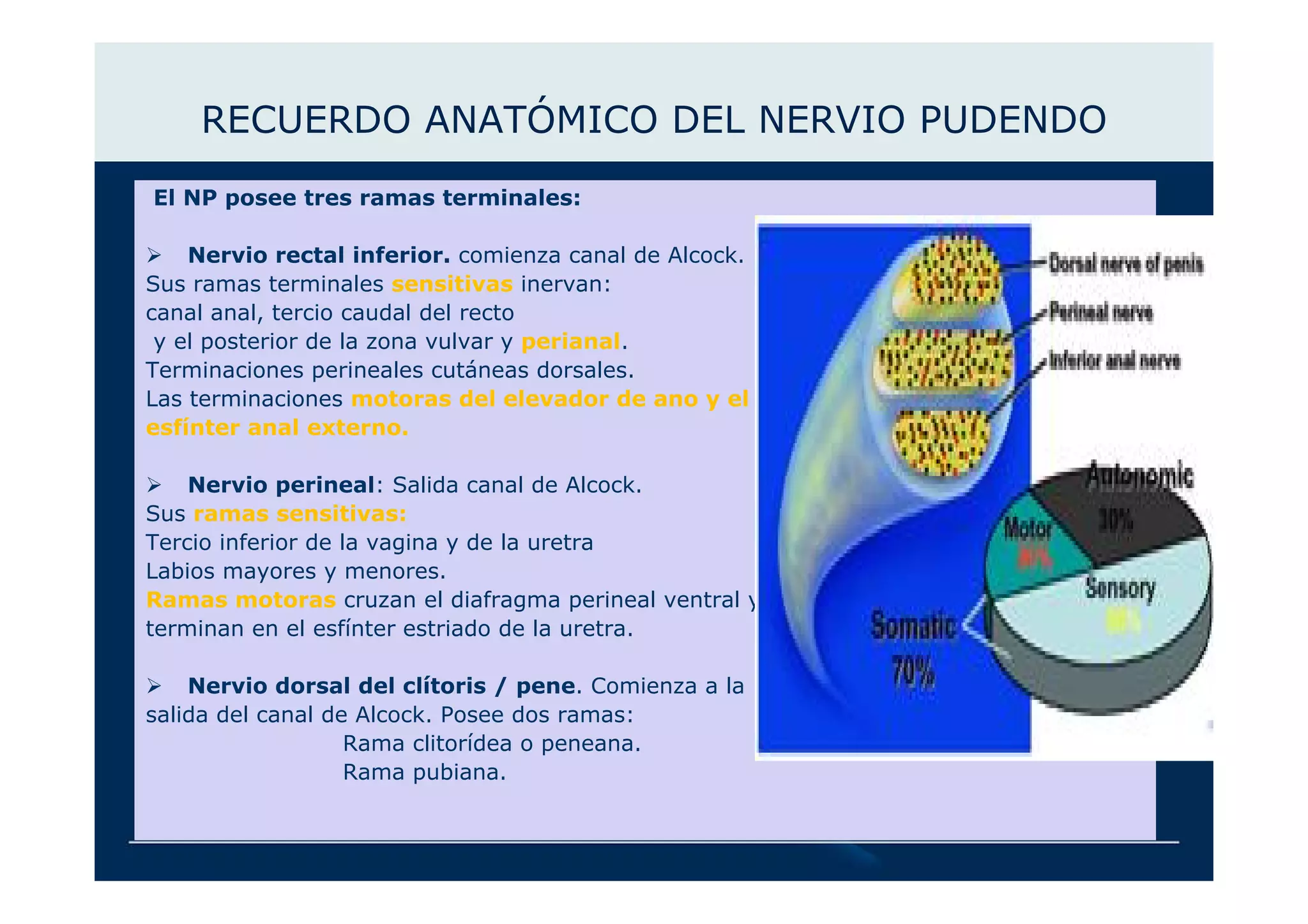 Caso Clínico: Síndrome de atrapamiento del nervio pudendo | PDF