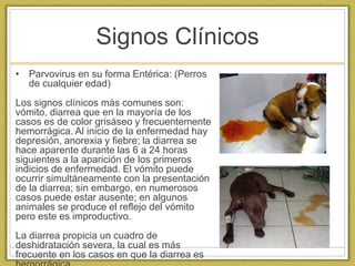 Casocaninos | PPTX