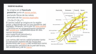 Caso clinico - Aanatomia[editado][1].pptx