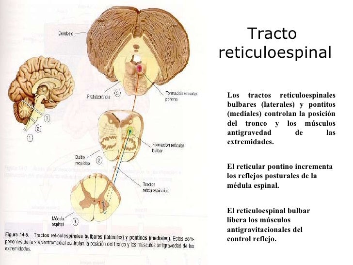 Trato Reticuloespinhal
