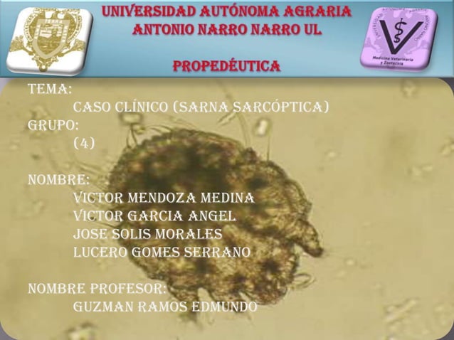 Caso clinico de sarna | PPTX
