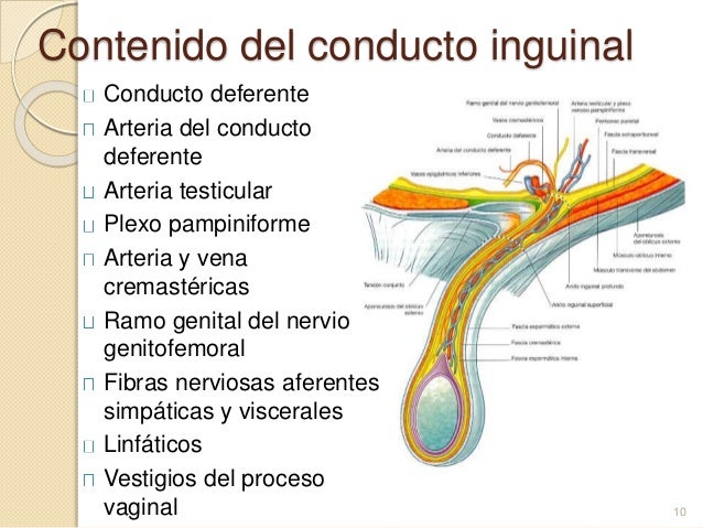 Hernia Inguinalppt Ciruga Abdomen Prueba Gratuita