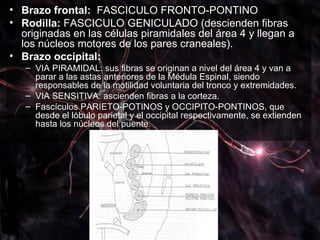 caso clínico (ACV) | PPT