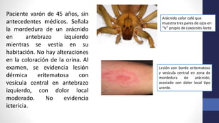 Loxoscelismo. caso clínico | PPTX