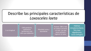 Loxoscelismo. caso clínico | PPTX