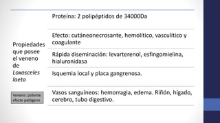 Loxoscelismo. caso clínico | PPTX