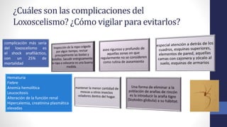 Loxoscelismo. caso clínico | PPTX