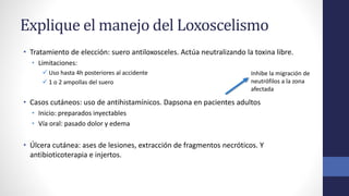 Loxoscelismo. caso clínico | PPTX