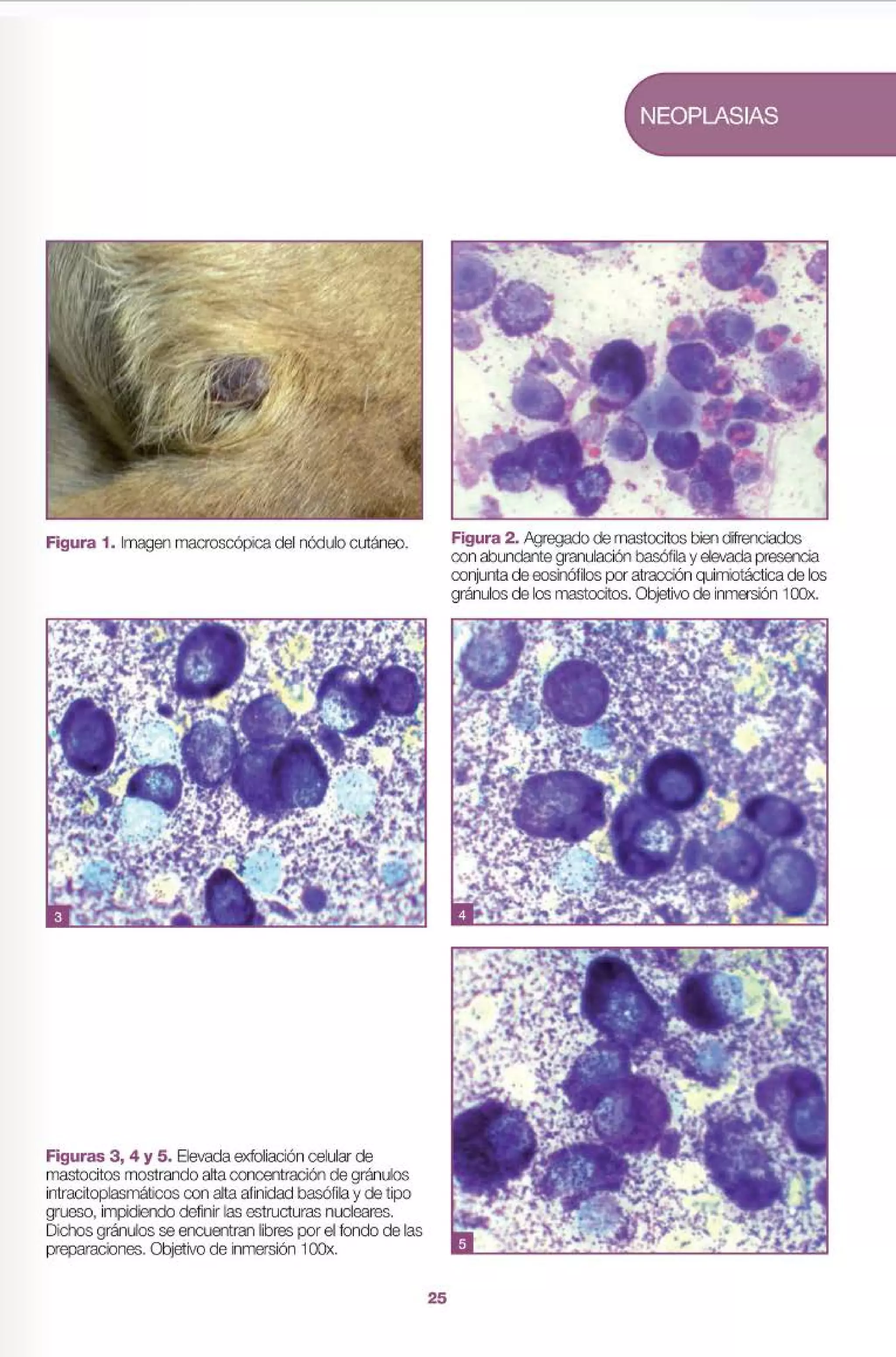 Casos clinicos de citologia en el perro y gato | PDF | Veterinary ...
