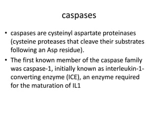 caspase.pptx