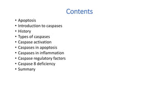 caspase[1].pptx njmdihcdsjhfilewjfgufhrefilreh | PPTX