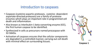 caspase[1].pptx njmdihcdsjhfilewjfgufhrefilreh | PPTX
