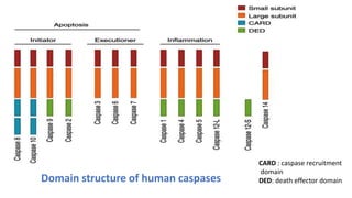 caspase[1].pptx njmdihcdsjhfilewjfgufhrefilreh | PPTX