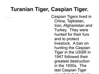 Caspian tiger marc mario | ODP | Large Animals | Pets