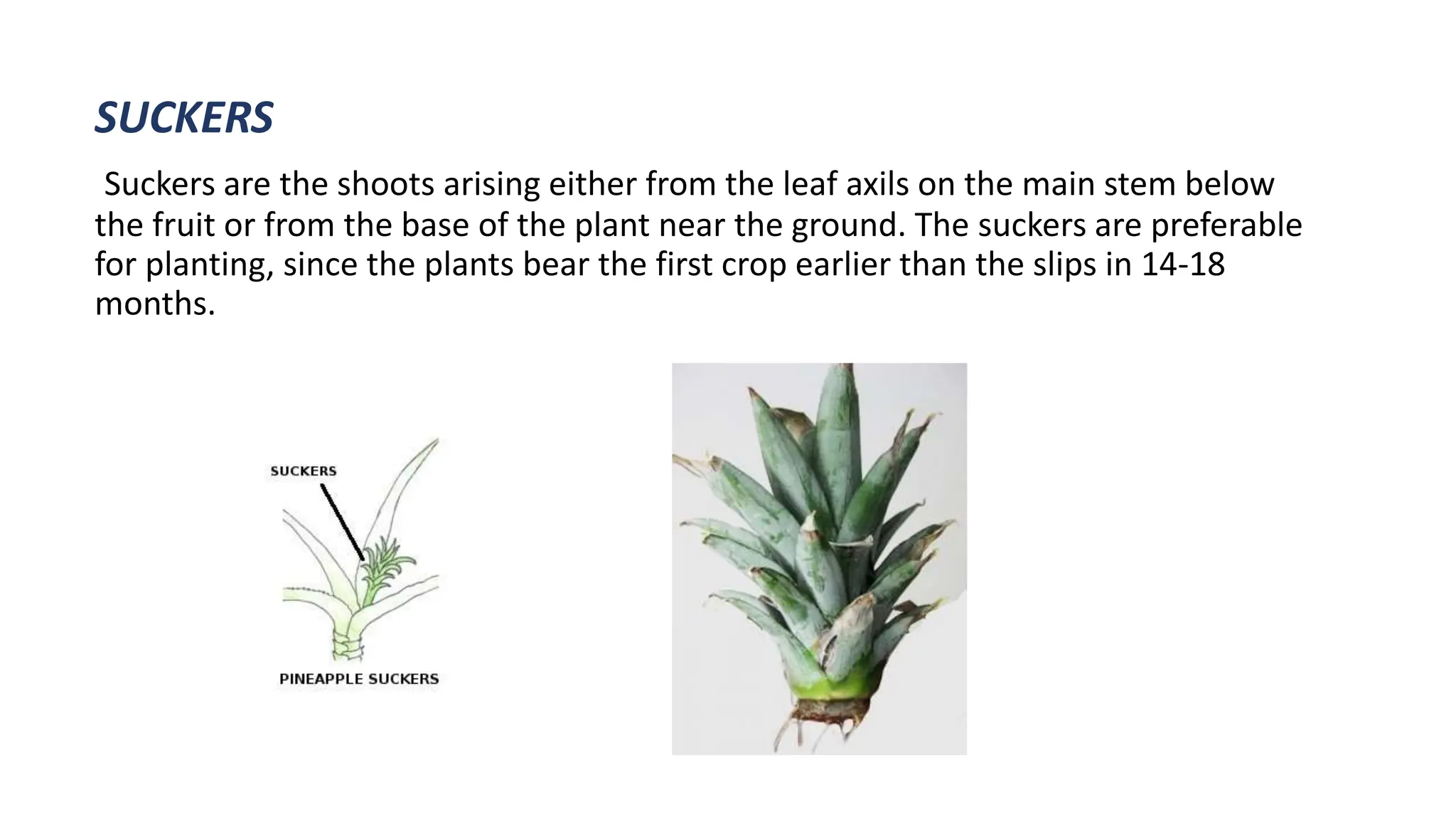 Propagation of pineapple....pptxxxxxxx pineappleeee | PPTX