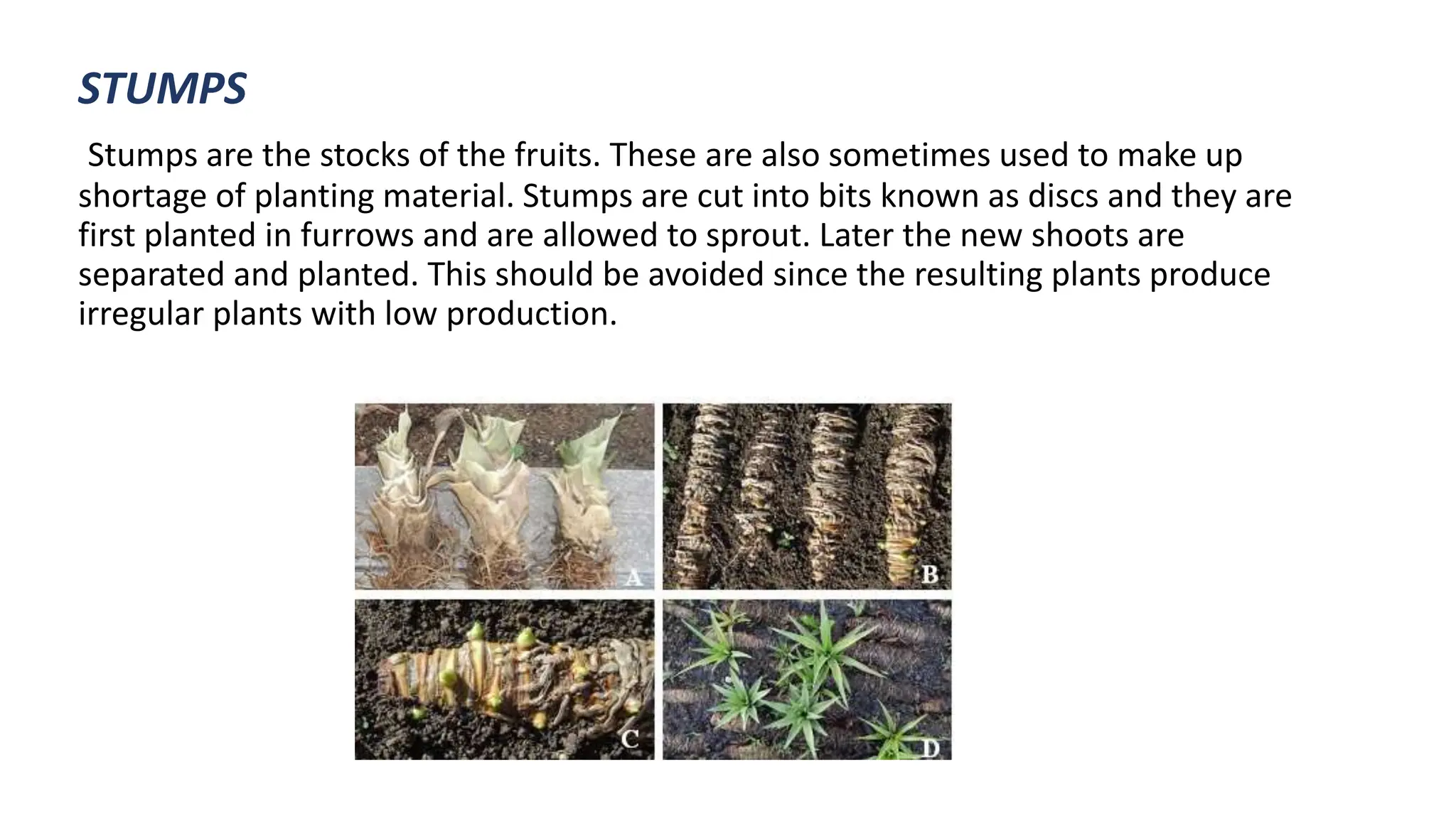 Propagation of pineapple....pptxxxxxxx pineappleeee | PPTX