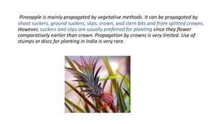 Propagation of pineapple....pptxxxxxxx pineappleeee | PPT