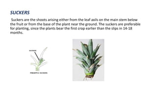 Propagation of pineapple....pptxxxxxxx pineappleeee | PPT