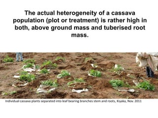 Cassava: What do we know about the crop? | PPTX