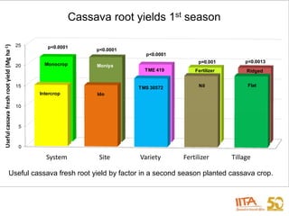 Cassava: What do we know about the crop? | PPTX