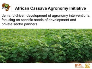 Cassava: What do we know about the crop? | PPTX