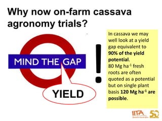 Cassava: What do we know about the crop? | PPTX