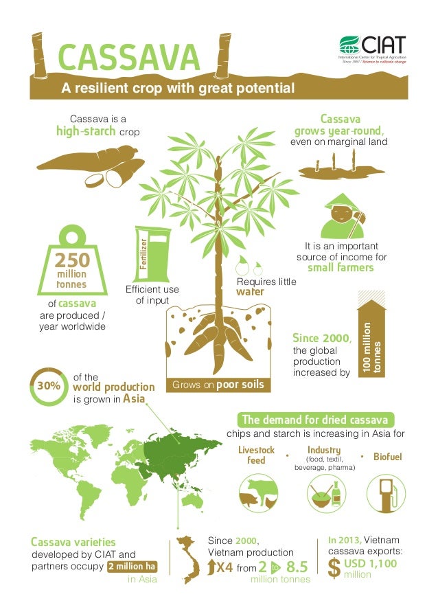 Infographic Cassava A Resilient Crop With Great Potential