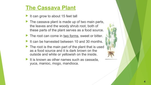Cassava biofuel | PPT | Agriculture | Industries